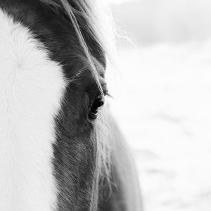 Fluffy Dpreview Forums