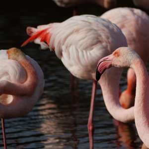 Greater Flamingos | DPReview Forums