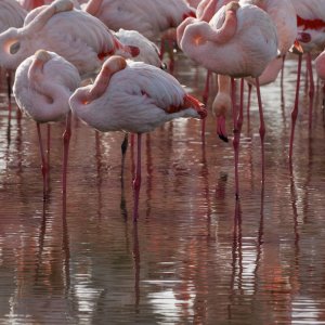 Greater Flamingos | DPReview Forums