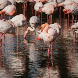 Greater Flamingos | DPReview Forums