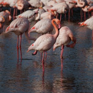 Greater Flamingos | DPReview Forums