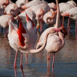 Greater Flamingos | DPReview Forums