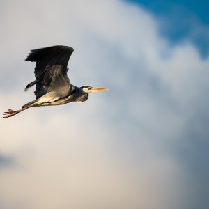 anicka-hornad | DPReview Forums