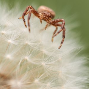 araignee | DPReview Forums