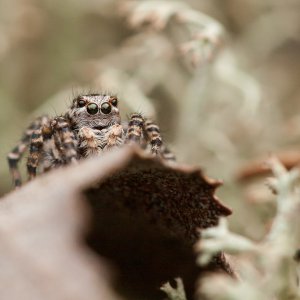 araignee | DPReview Forums