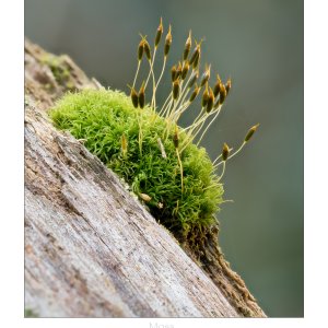 Moss-4 | DPReview Forums