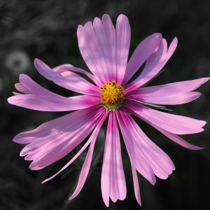 Pink Cosmo | DPReview Forums
