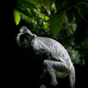 Silver leaf monkey Borneo | DPReview Forums