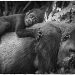 Hang on-2 | DPReview Forums