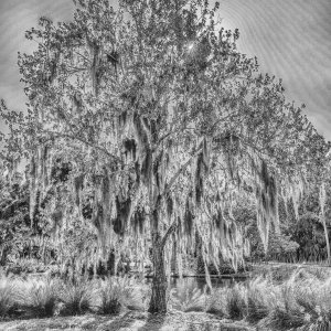 Tree Backlit | DPReview Forums