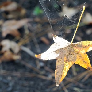 FALL | DPReview Forums