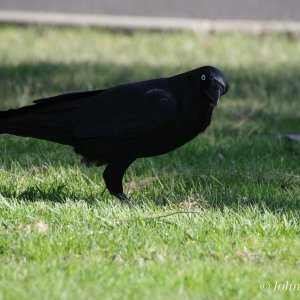 little-raven-corvus-mellori | DPReview Forums