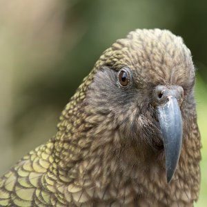 te-anau | DPReview Forums