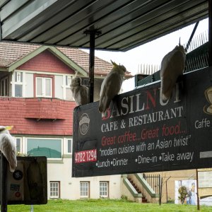 wet-cockatoos_52853865100_o | DPReview Forums