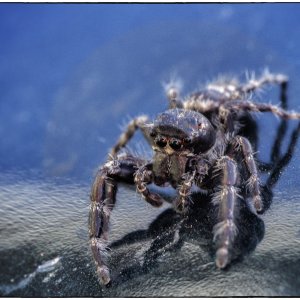 spiders | DPReview Forums