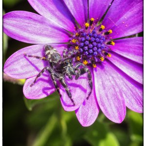 spiders | DPReview Forums