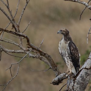 web-sharp-original-ratio | DPReview Forums