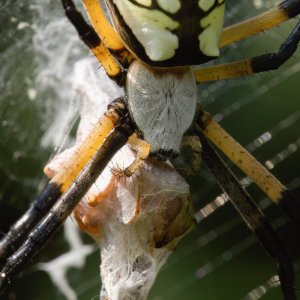argiope-spider | DPReview Forums