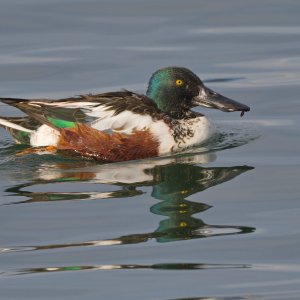 northern-shoveler | DPReview Forums