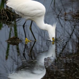 st-marks-nwr | DPReview Forums