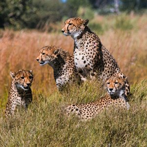 AFR_5581 DS2400 LMNR NEO-SS | DPReview Forums