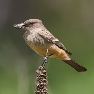 says-phoebe | DPReview Forums