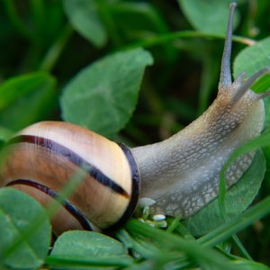 snail | DPReview Forums