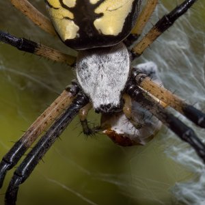 argiope-spider | DPReview Forums