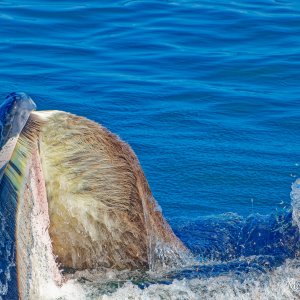 Humpback Whale Feeding | DPReview Forums