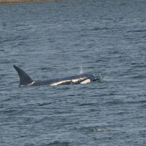 orca | DPReview Forums