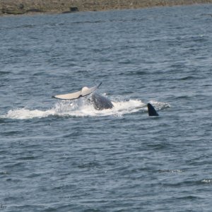 orca | DPReview Forums