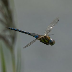 7RV01483_aff | DPReview Forums