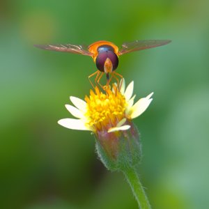 Bug on Flower2 | DPReview Forums