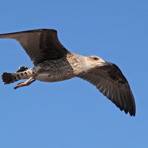 CR6-02853-2 Immature yellow-legged gull-SharpenAI-Focus | DPReview Forums