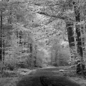 _7009584-bw_sample | DPReview Forums