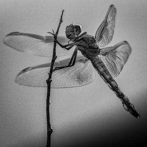 Gilbert Riparian - Dragon Fly - October 15, 2022-2 | DPReview Forums