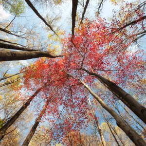 triptych | DPReview Forums