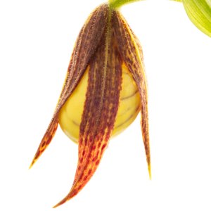 on-white | DPReview Forums