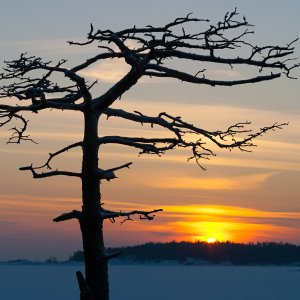 luonto | DPReview Forums