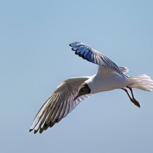 bird gull, black-headed 3675A volendam 2025 | DPReview Forums