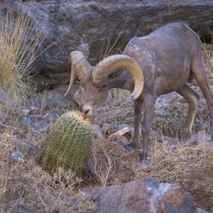 Desert Bighorn - MZ9_1523 - June 25, 2025 | DPReview Forums