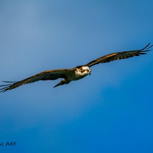 eagle-like-bird | DPReview Forums