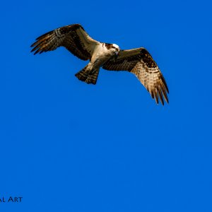 eagle-like-bird | DPReview Forums