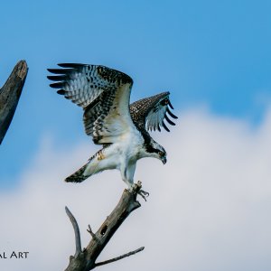 pandion-haliaetus | DPReview Forums