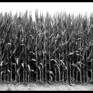 Black and White Lines | DPReview Forums