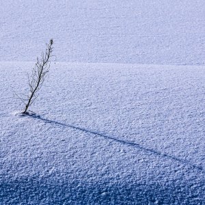 Lone Weed on Snow Plain | DPReview Forums