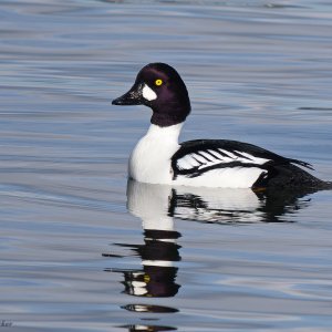 Common x Barrow's Goldeneye Hybrid | DPReview Forums