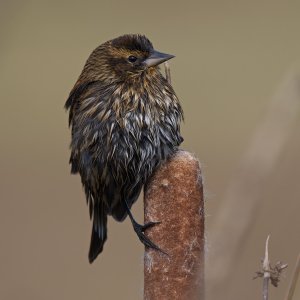 Juvenile Red-winged Blackbird | DPReview Forums