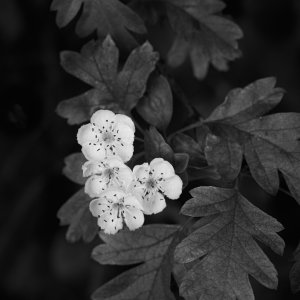 fiore | DPReview Forums