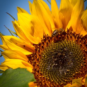 Sunflower & Bee | DPReview Forums